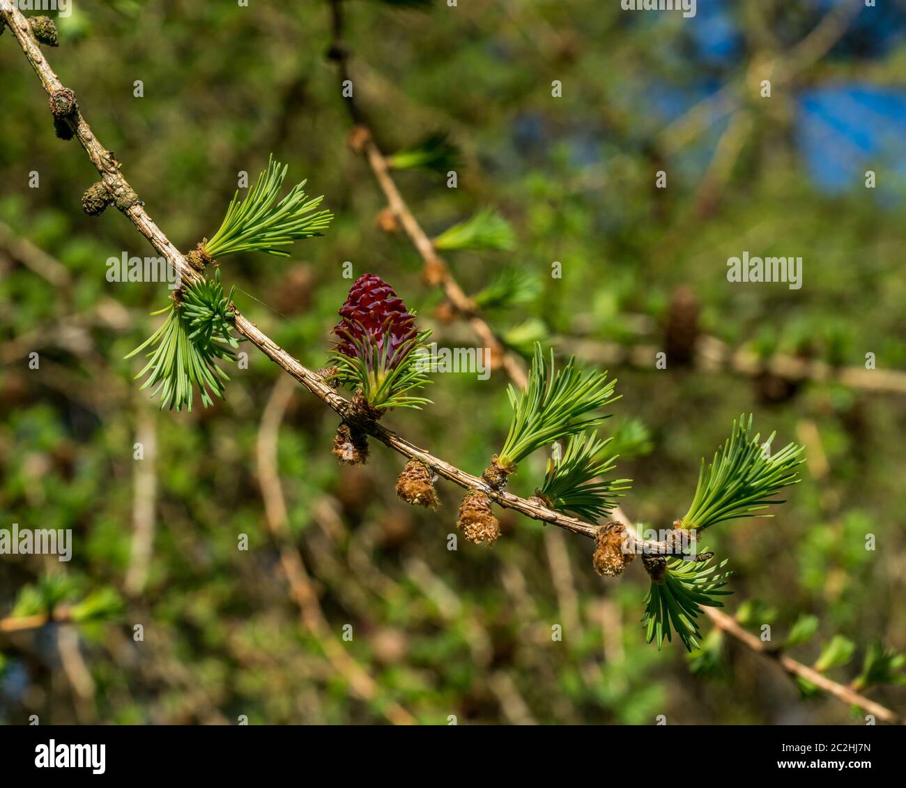 European Larch cones, fruit and branches Stock Photo - Alamy