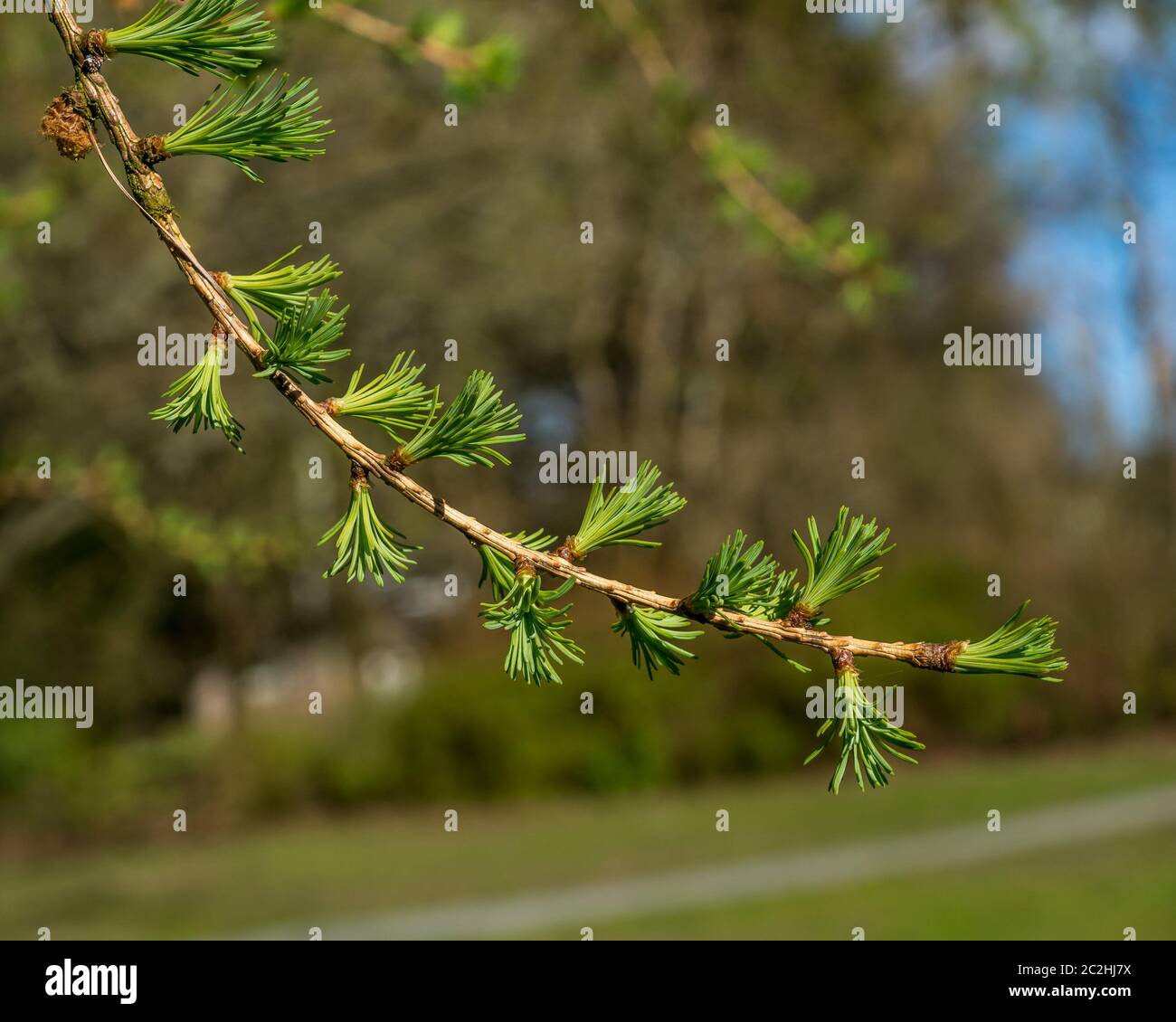European Larch cones, fruit and branches Stock Photo - Alamy