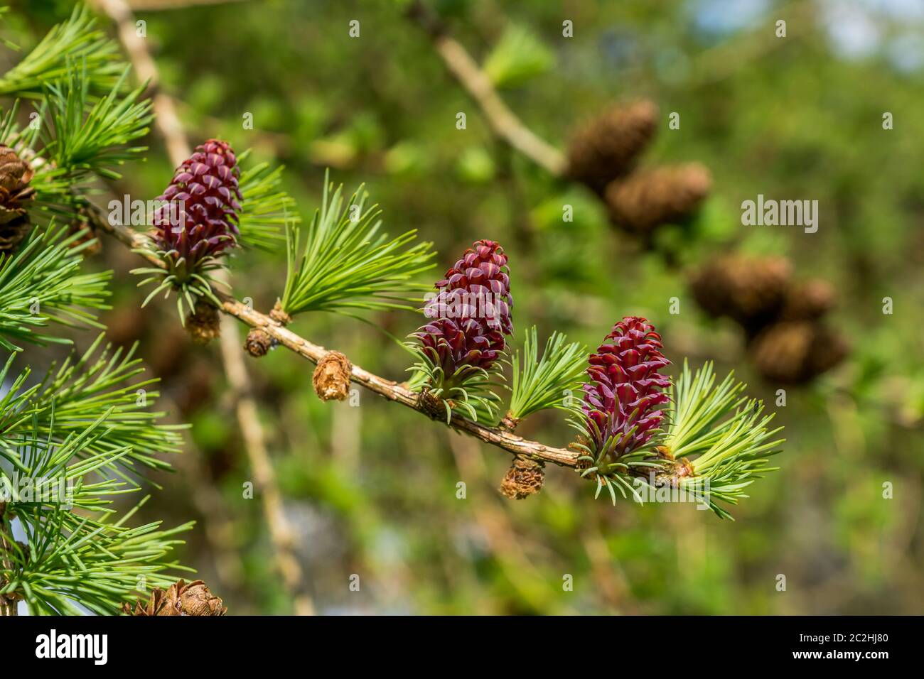 European Larch cones, fruit and branches Stock Photo - Alamy