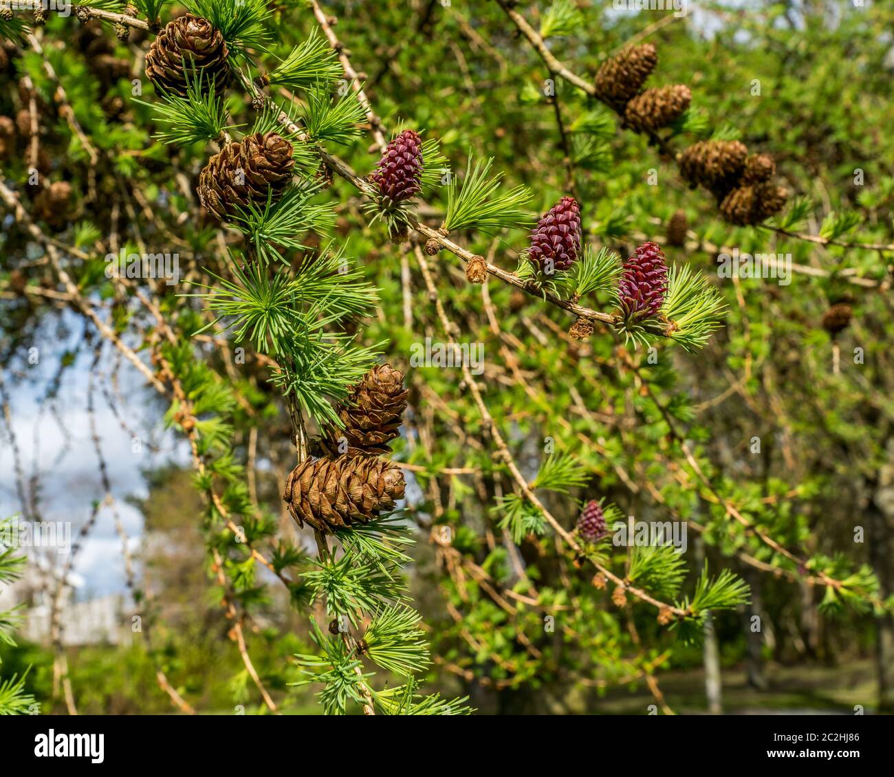 European Larch cones, fruit and branches Stock Photo - Alamy