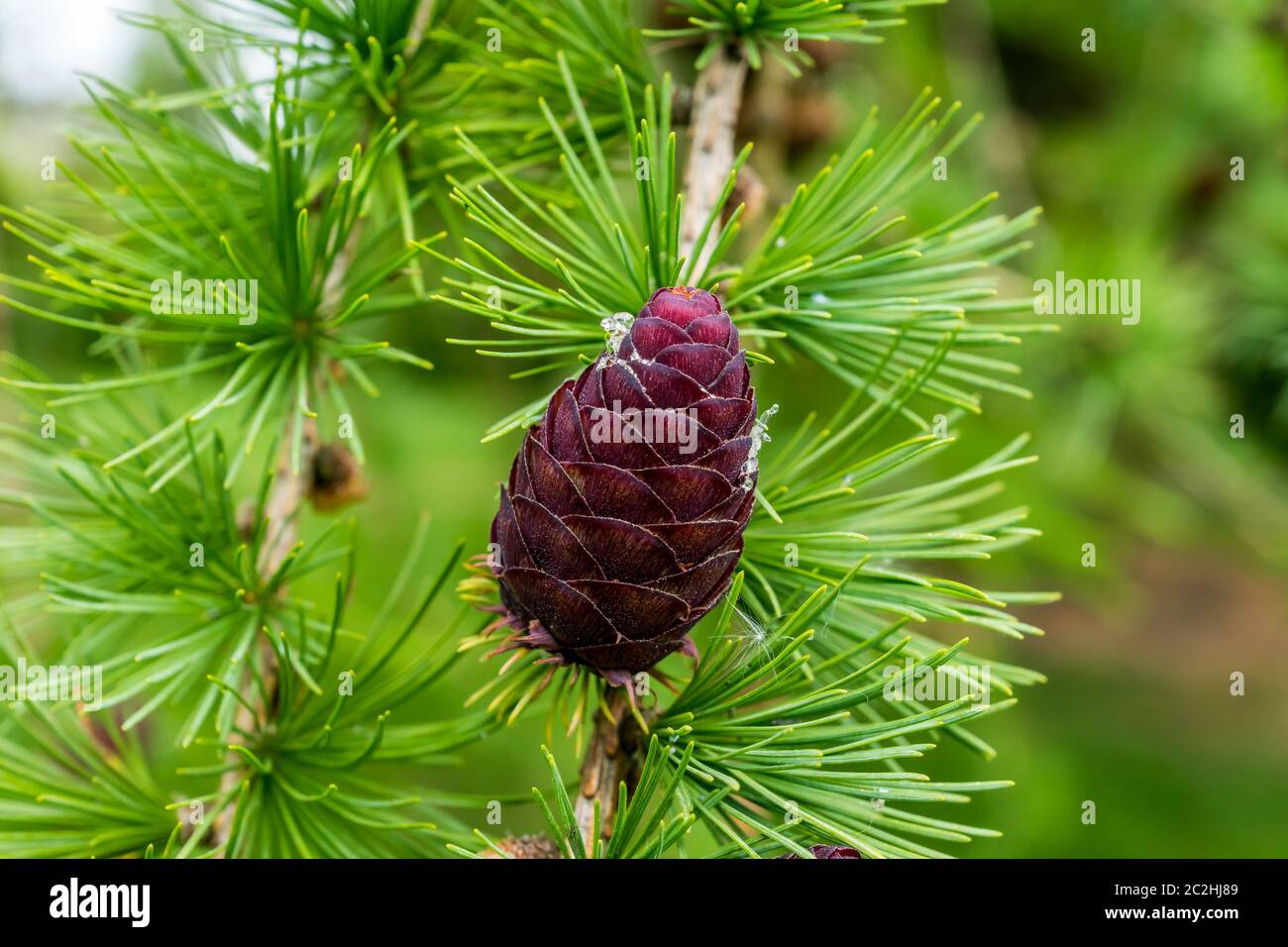 European Larch cones, fruit and branches Stock Photo - Alamy