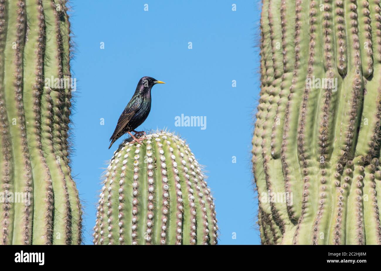 European Starling, Sturnus vulgaris, perches on a Saguaro cactus ...