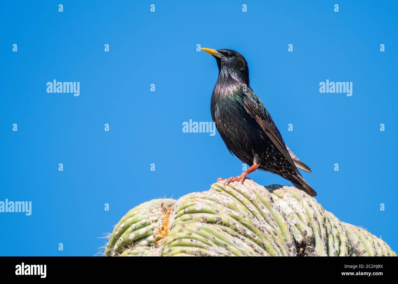 European Starling, Sturnus vulgaris, perches on a Saguaro cactus ...