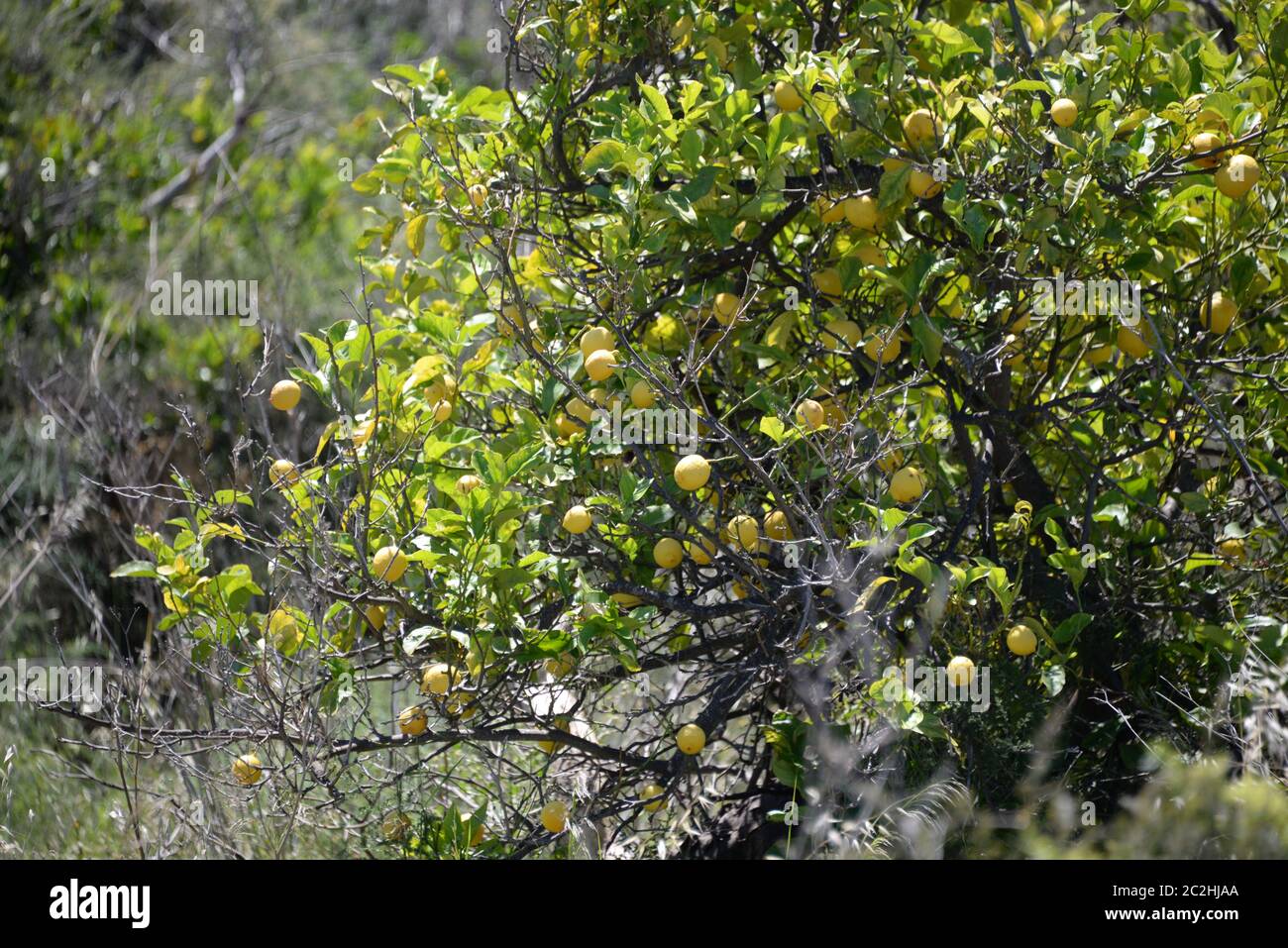 yellow lemons at the lemon tree, Province of Alicante, Costa Blanca ...
