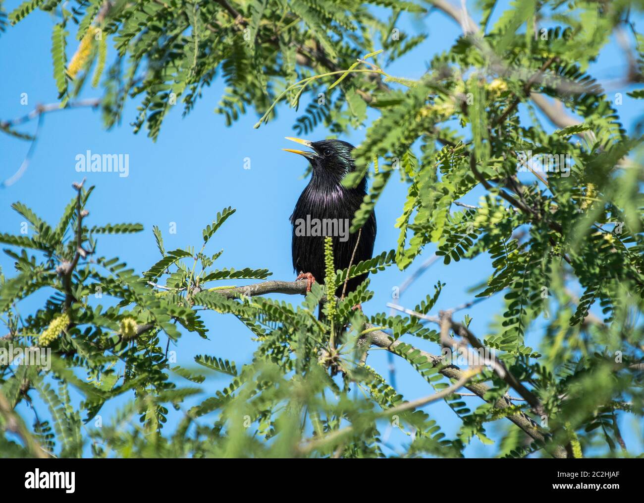 European Starling, Sturnus vulgaris, perches in a Mesquite tree in the ...