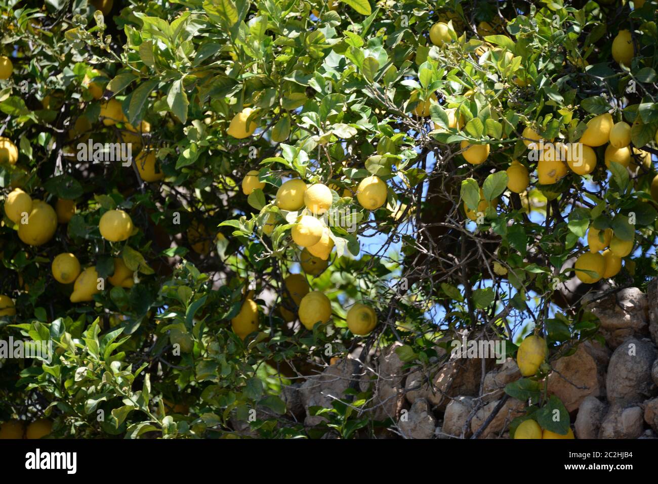 yellow lemons at the lemon tree, Province of Alicante, Costa Blanca ...