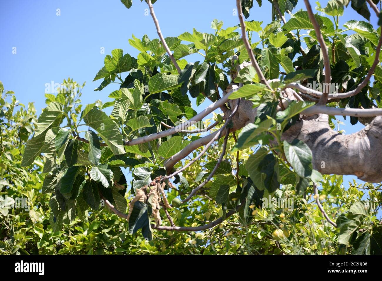 fresh leaves on the fig tree, Costa Blanca, Spain Stock Photo - Alamy