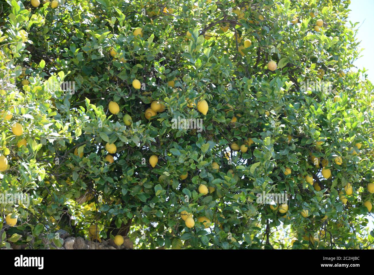 yellow lemons at the lemon tree, Province of Alicante, Costa Blanca ...