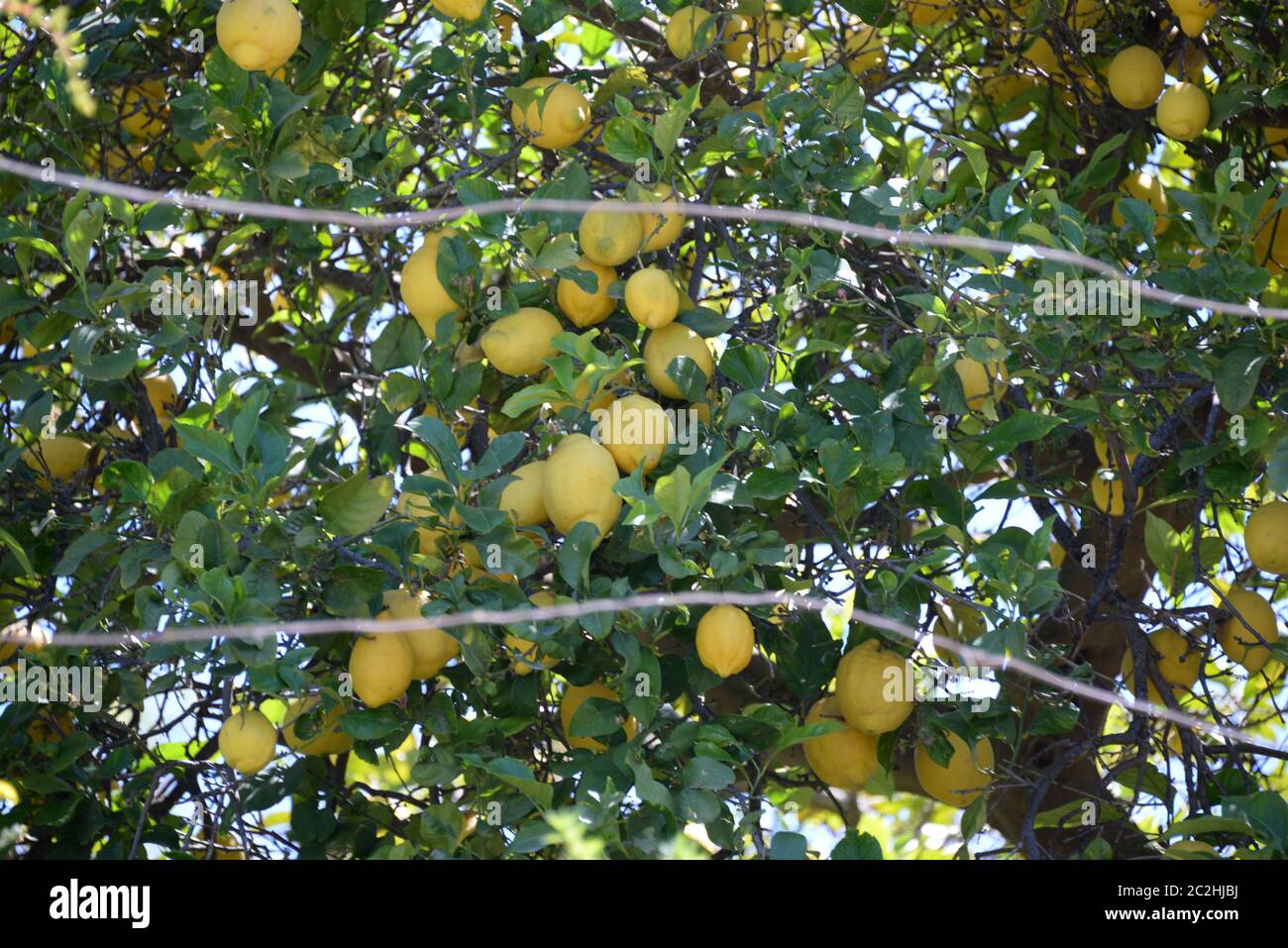 yellow lemons at the lemon tree, Province of Alicante, Costa Blanca ...