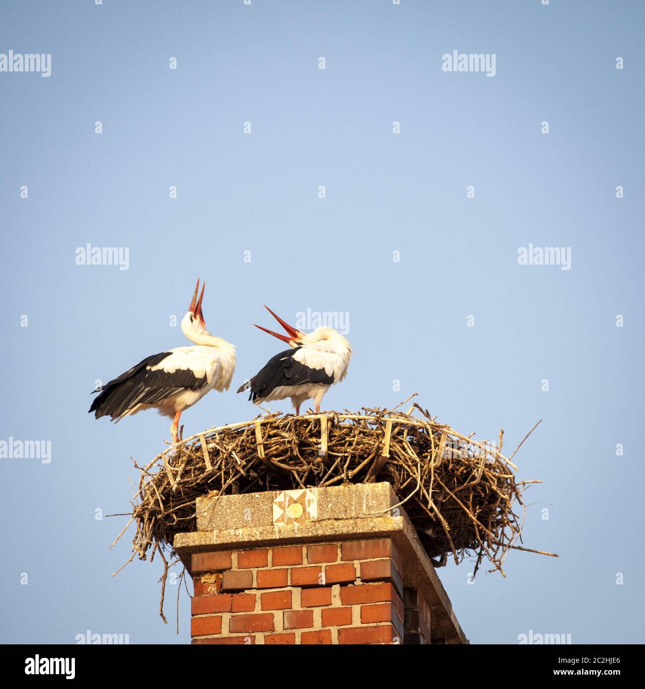 Two storks hi-res stock photography and images - Alamy