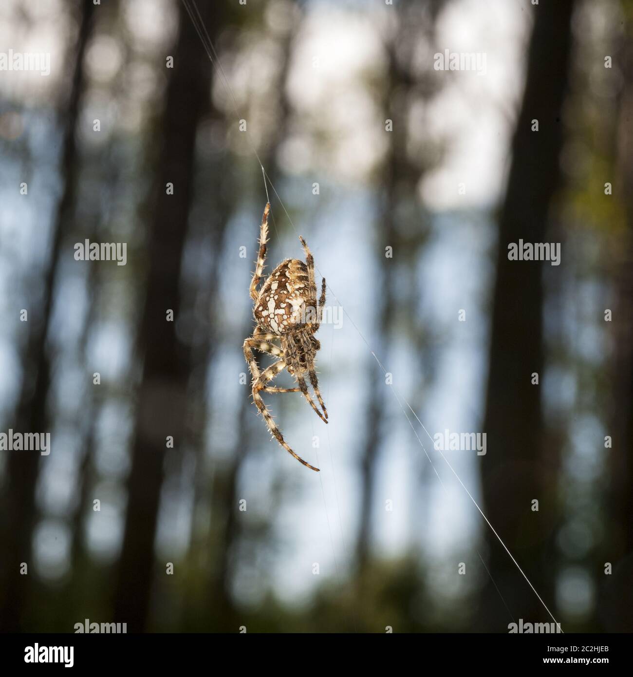 Cross spider in his web in the forest Stock Photo - Alamy