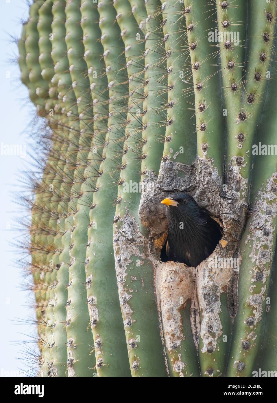 European Starling, Sturnus vulgaris, looks out of its nest cavity in a ...
