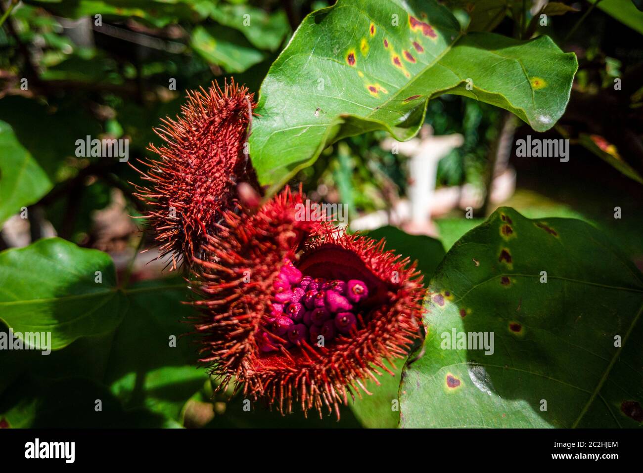 Achiote fruits hi-res stock photography and images - Alamy