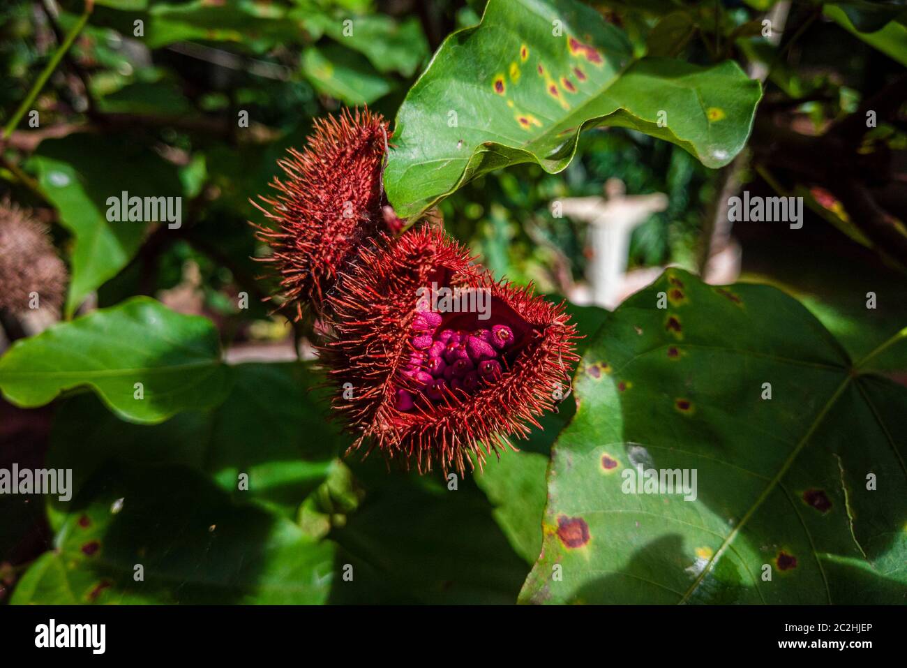 Achiote fruits hi-res stock photography and images - Alamy