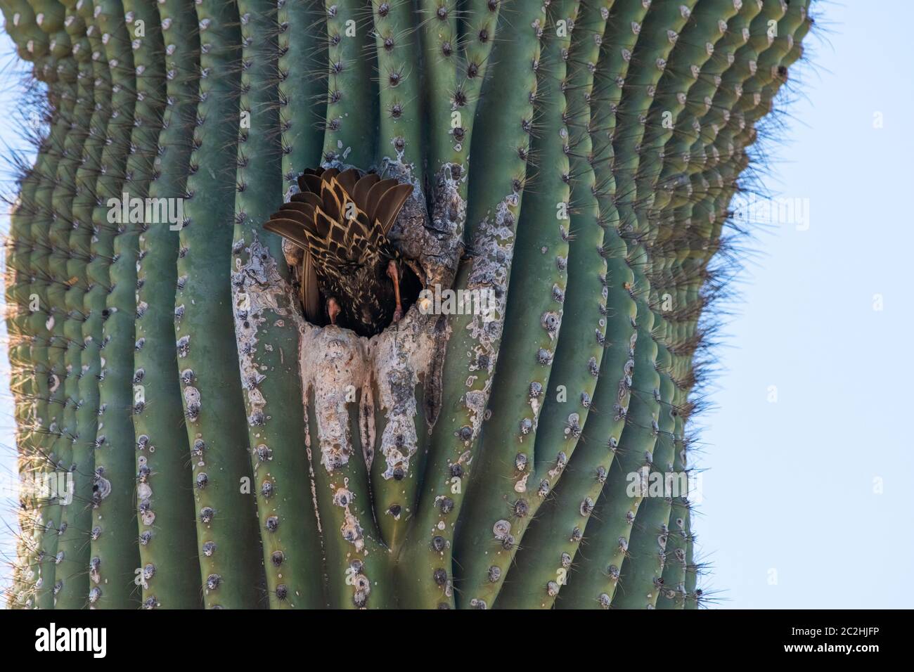 European Starling, Sturnus vulgaris, enters its nest cavity in a ...
