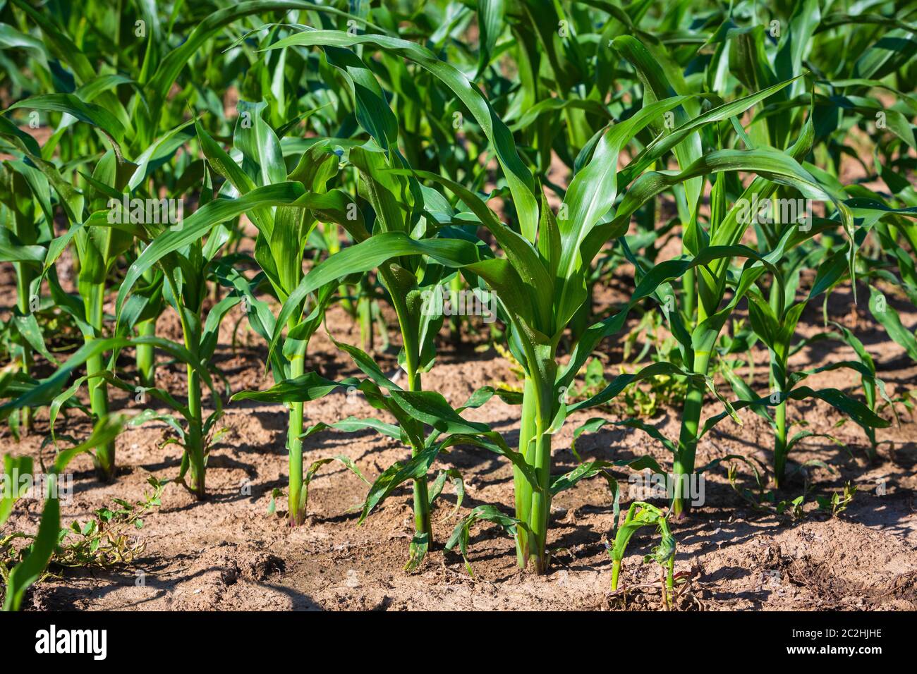 young green corn seedlings on the field Stock Photo - Alamy