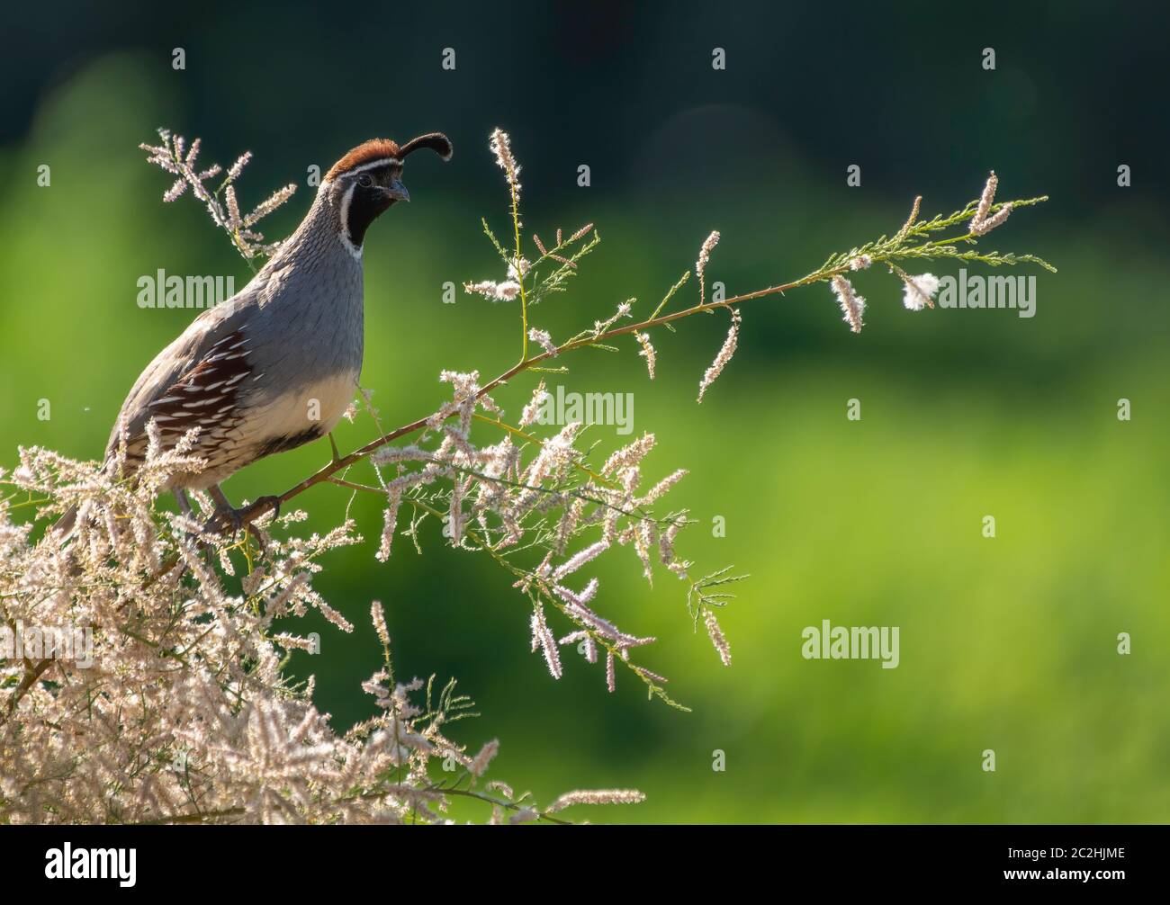 Male Gambel's Quail, Callipepla gambelii, in the Riparian Preserve at ...