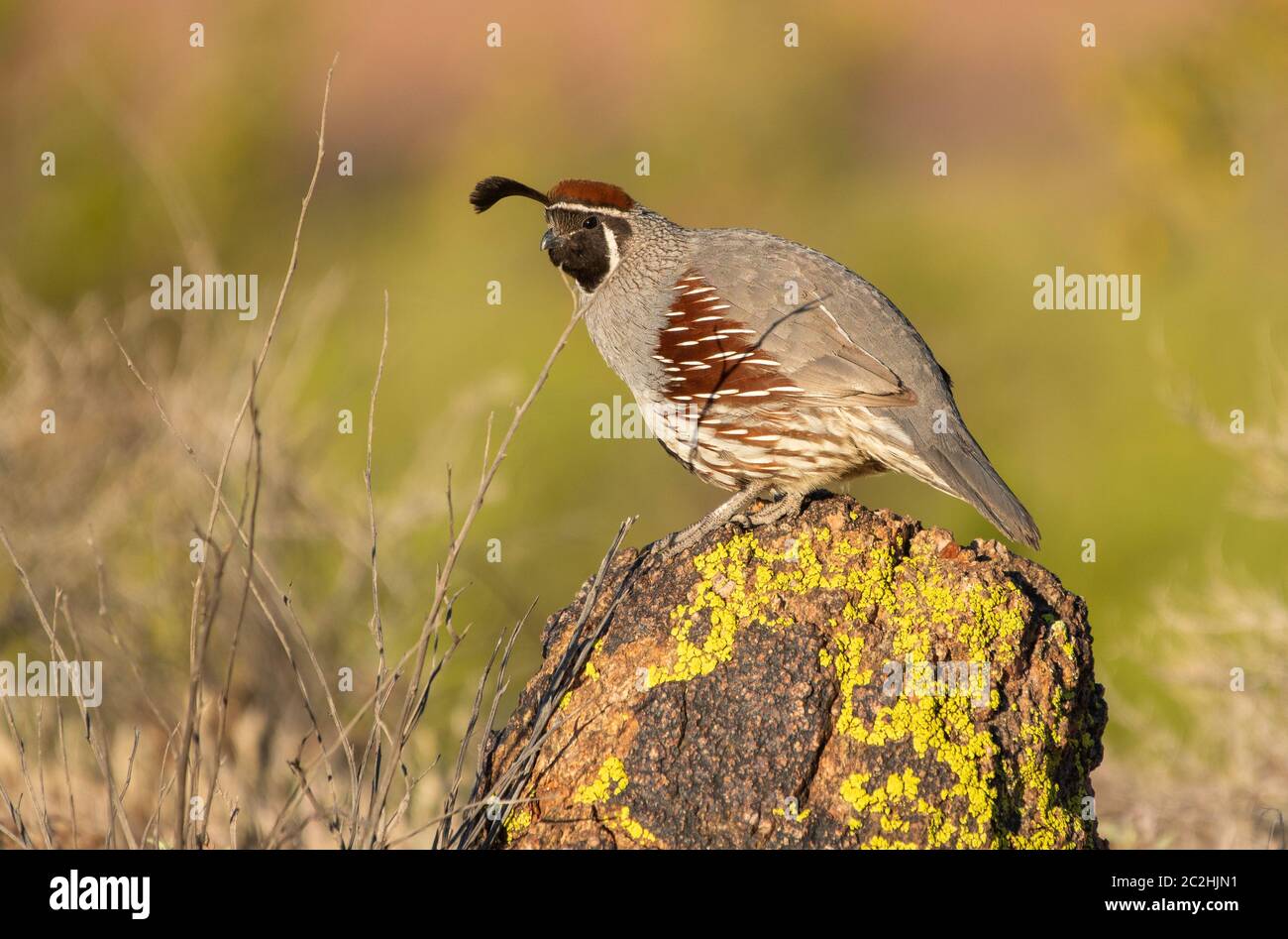 Gambels quail male perched hi-res stock photography and images - Alamy