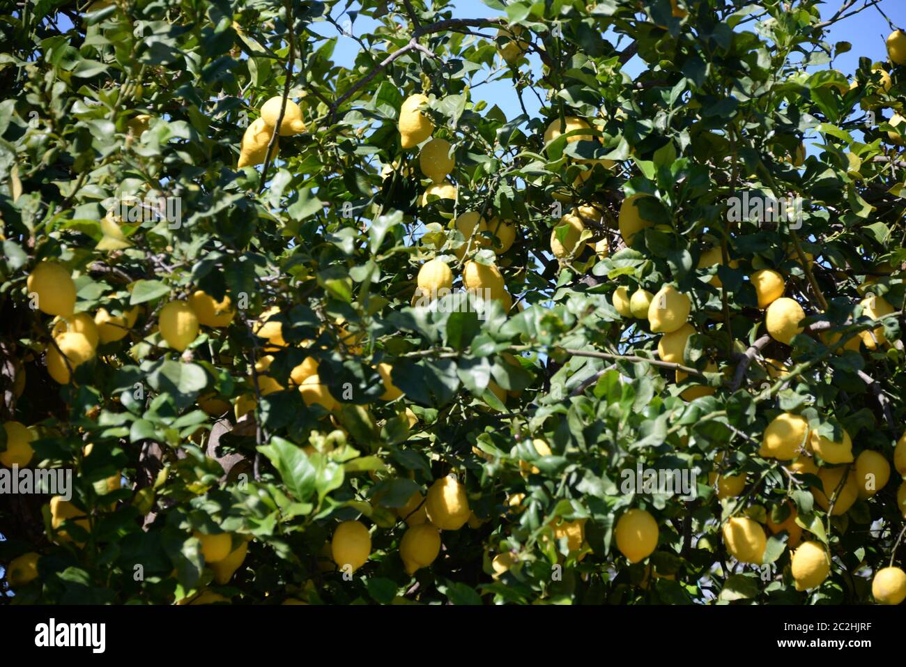 yellow lemons at the lemon tree, Province of Alicante, Costa Blanca ...