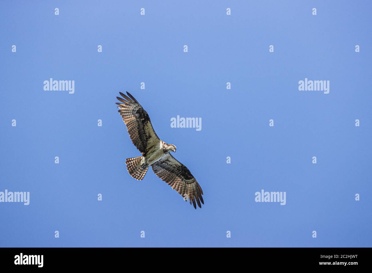 Osprey in flight above Eastwood Lake, Chapel Hill NC USA Stock Photo ...