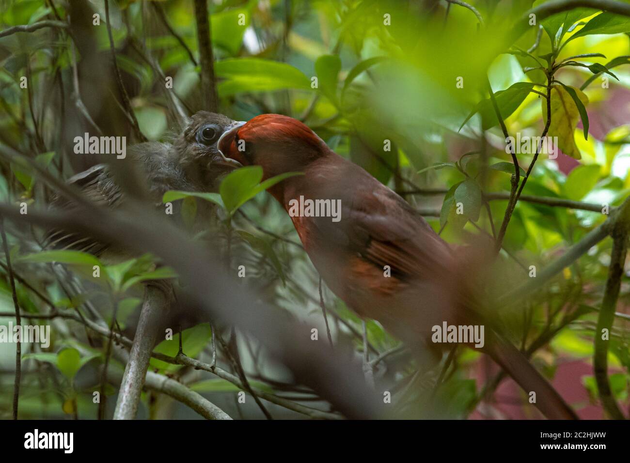 Baby cardinal hi-res stock photography and images - Alamy