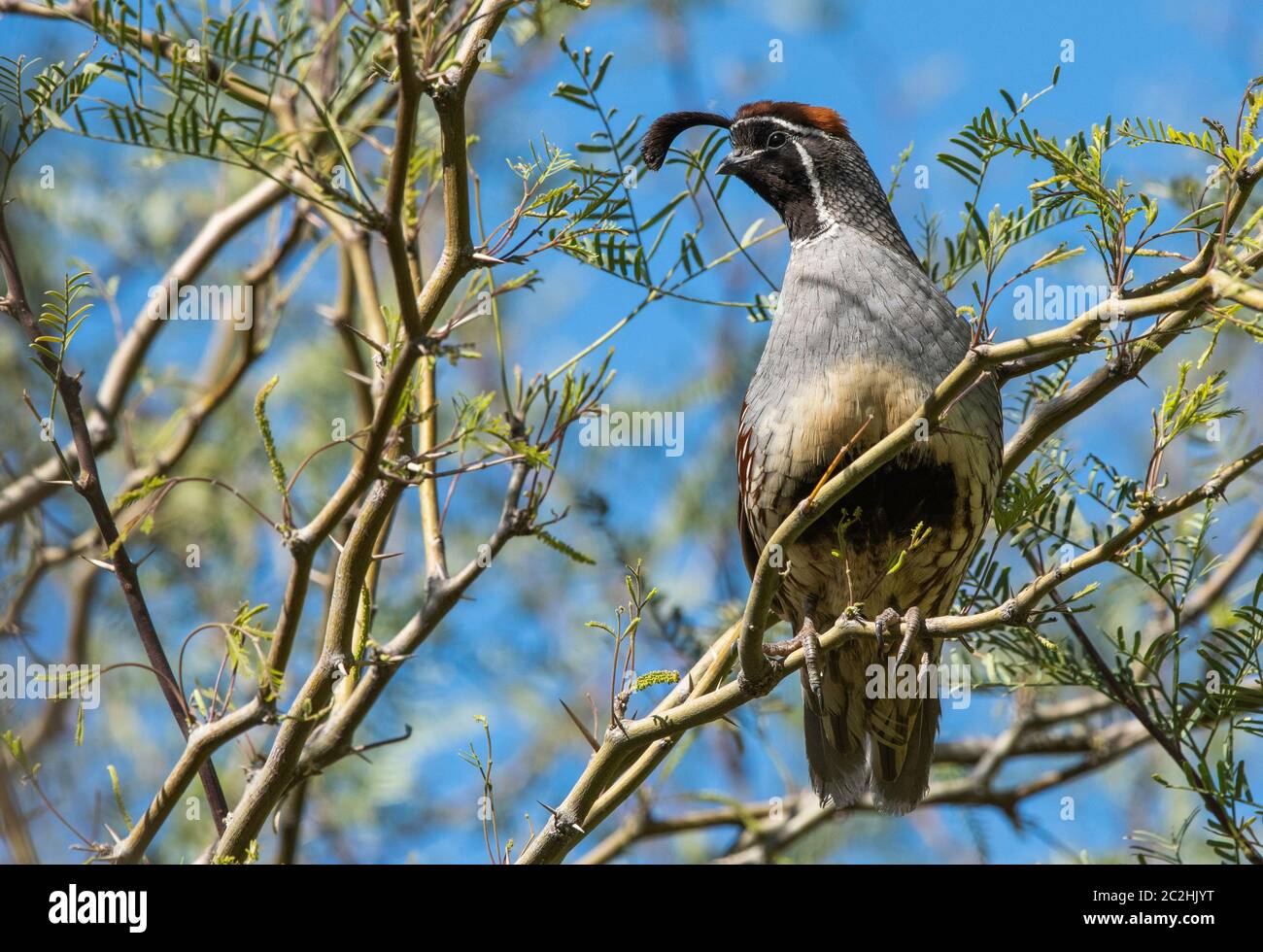 Gambels quail male perched hi-res stock photography and images - Alamy