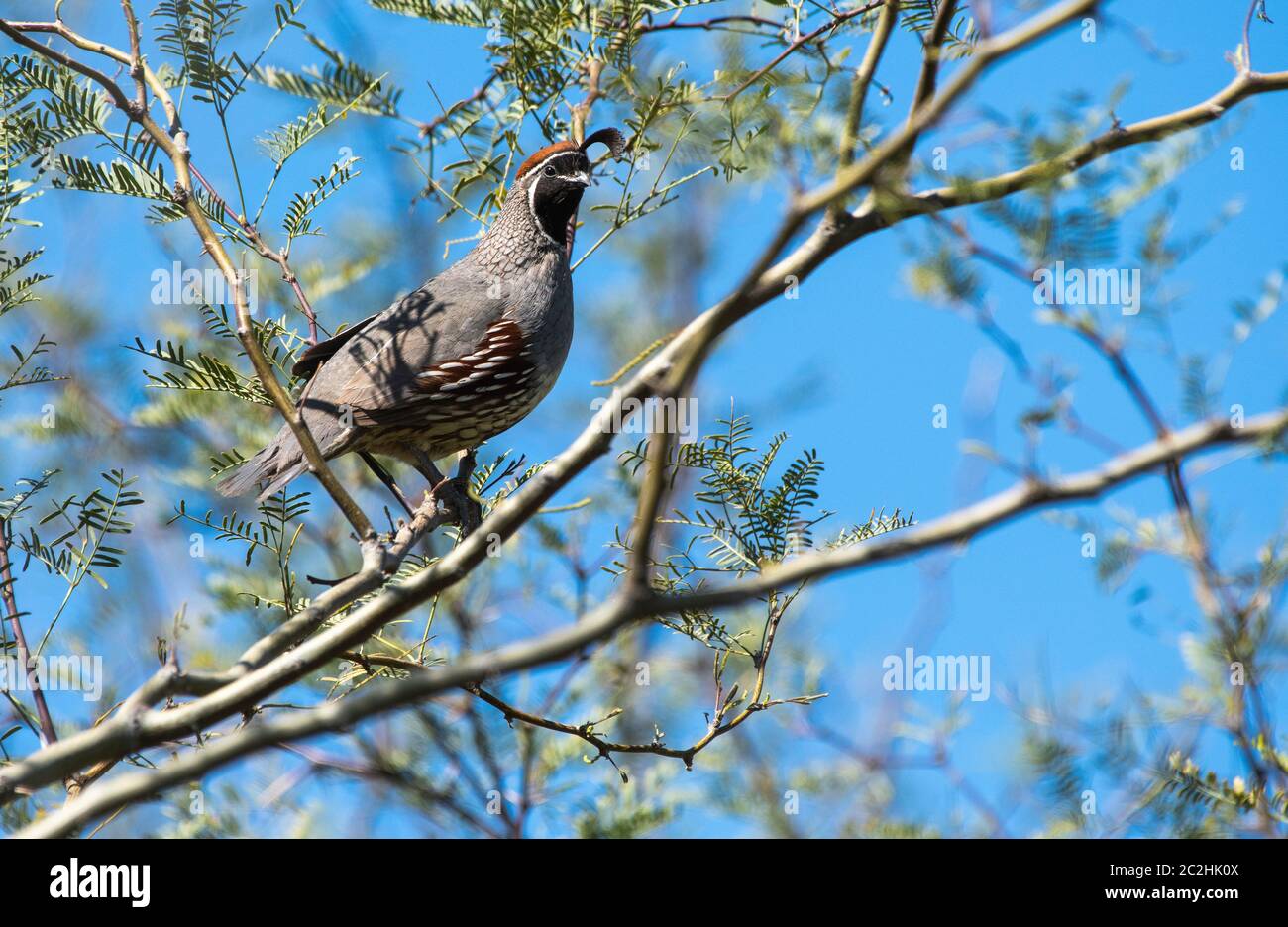 Gambels quail male perched hi-res stock photography and images - Alamy