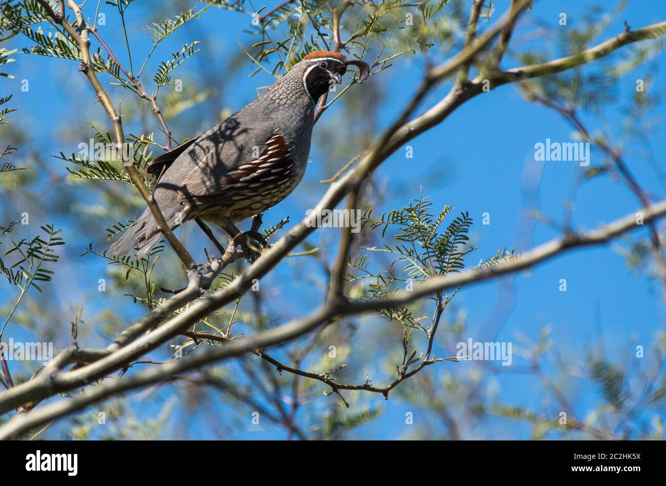 Gambels quail male perched hi-res stock photography and images - Alamy