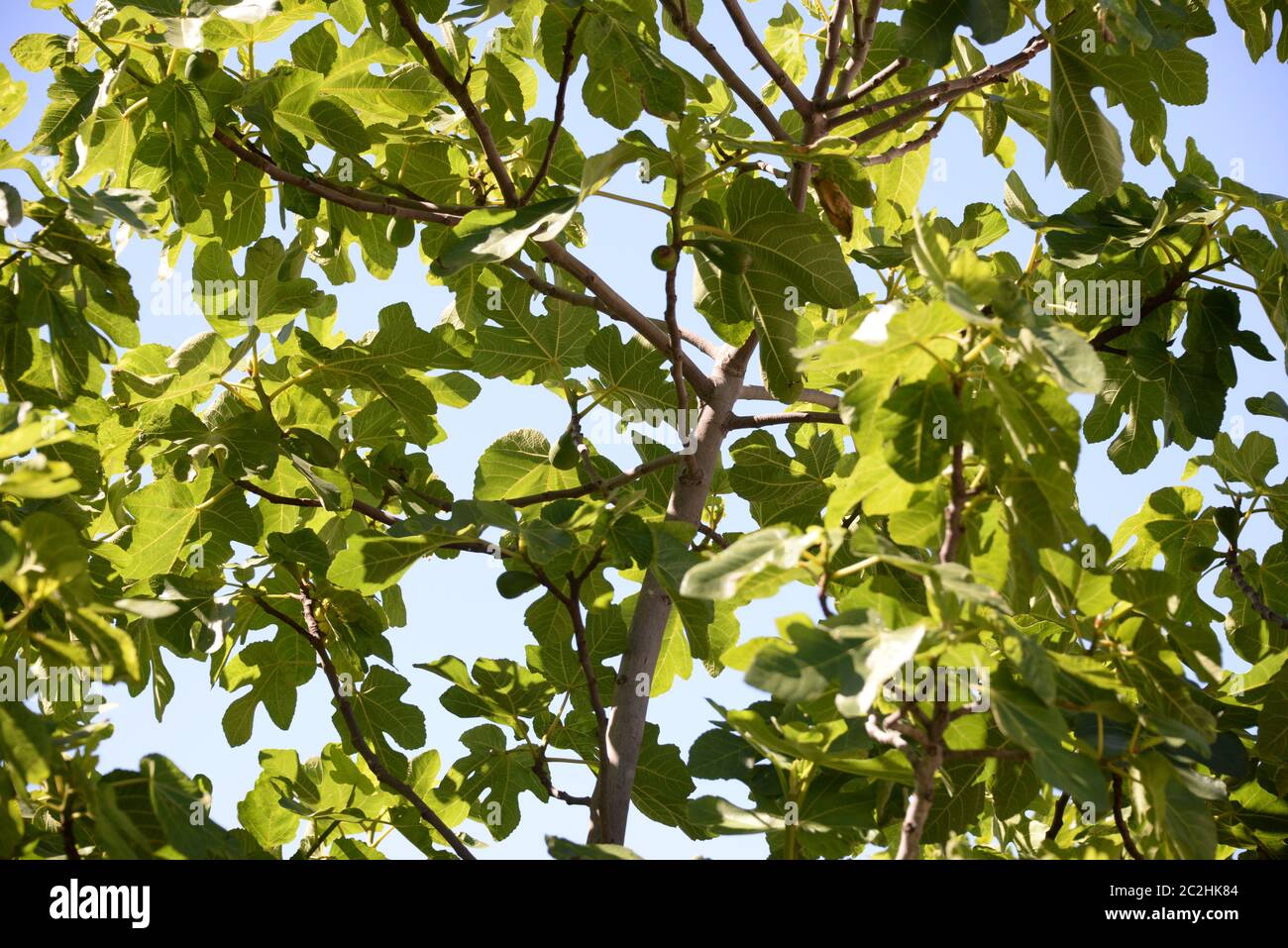 fresh leaves on the fig tree, Costa Blanca, Spain Stock Photo - Alamy