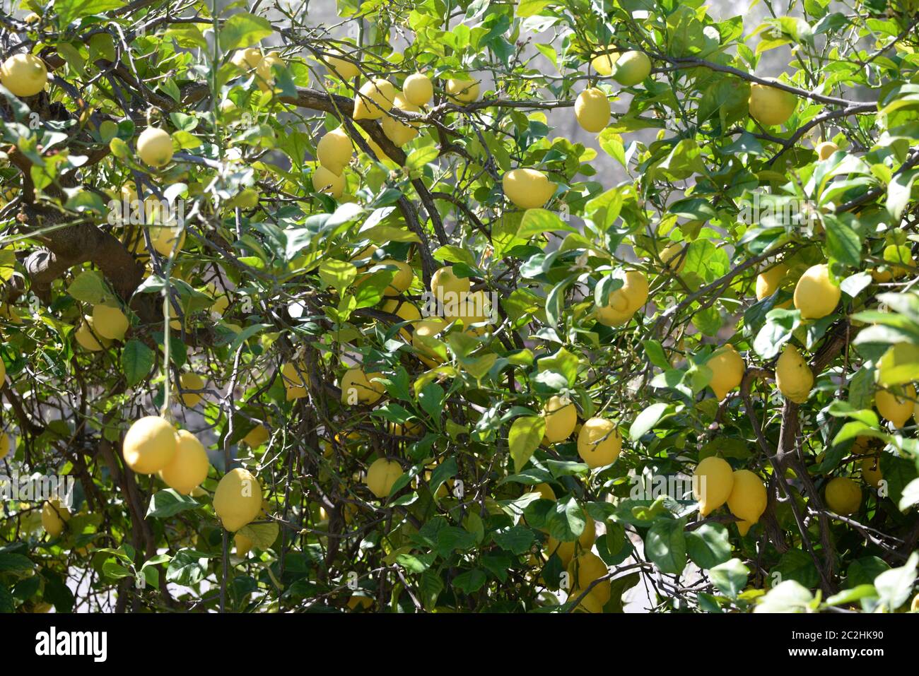 yellow lemons at the lemon tree, Province of Alicante, Costa Blanca ...
