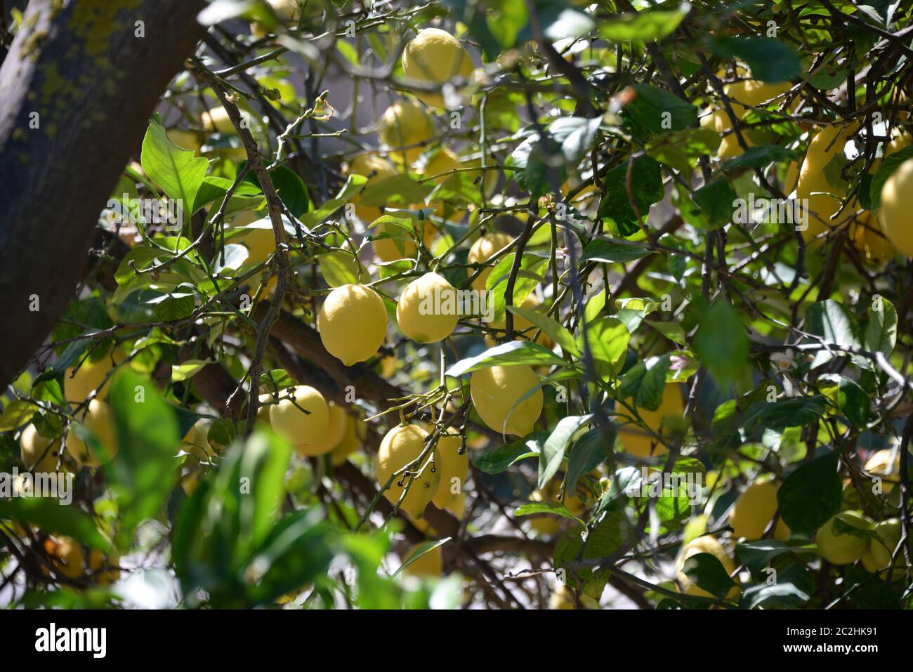 yellow lemons at the lemon tree, Province of Alicante, Costa Blanca ...