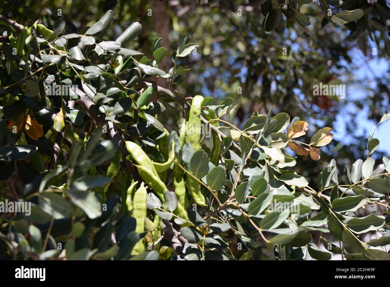 Baobab tree fruit hi-res stock photography and images - Alamy