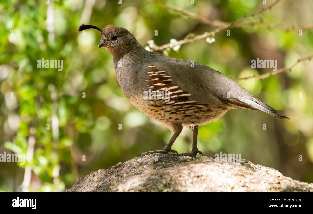 Female Gambel's Quail, Callipepla gambelii, in the Desert Botanical ...