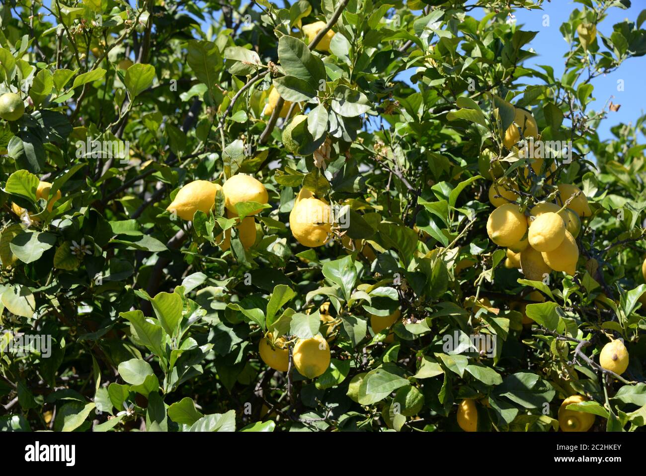 yellow lemons at the lemon tree, Province of Alicante, Costa Blanca ...