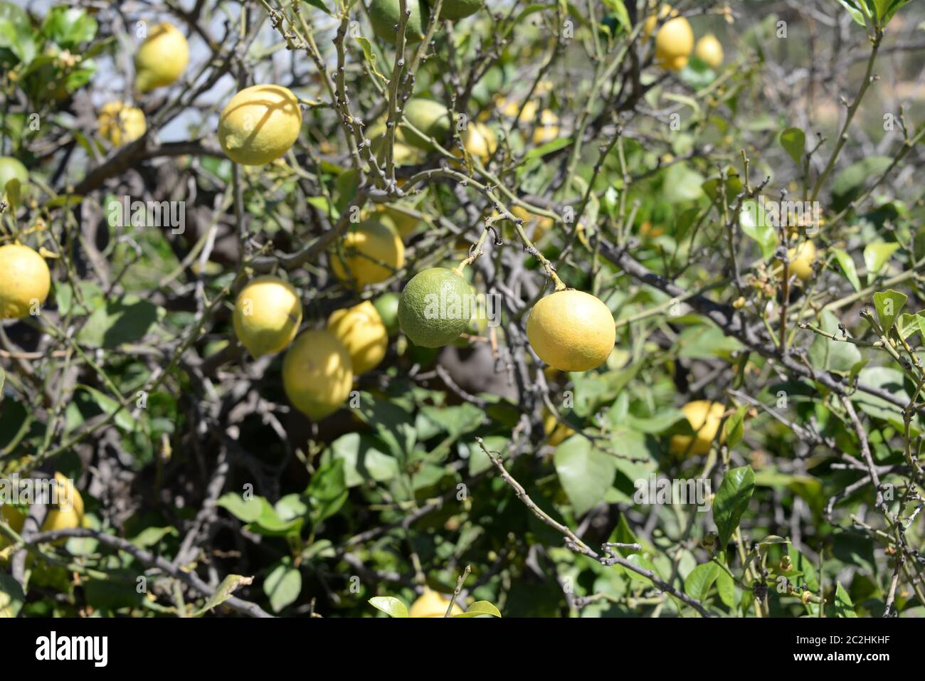 yellow lemons at the lemon tree, Province of Alicante, Costa Blanca ...
