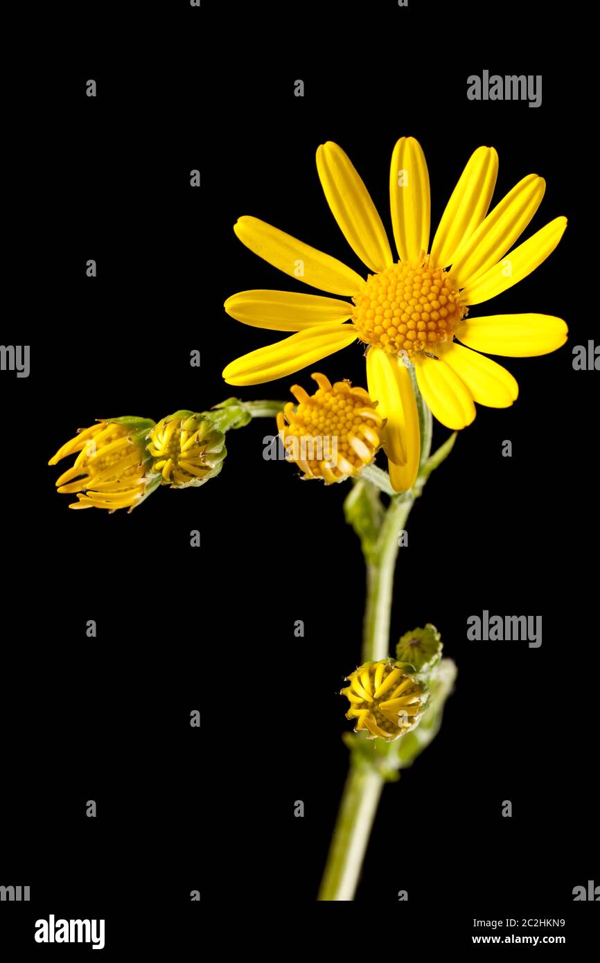 Senecio jacobaea Stankt James-wort on black Stock Photo - Alamy