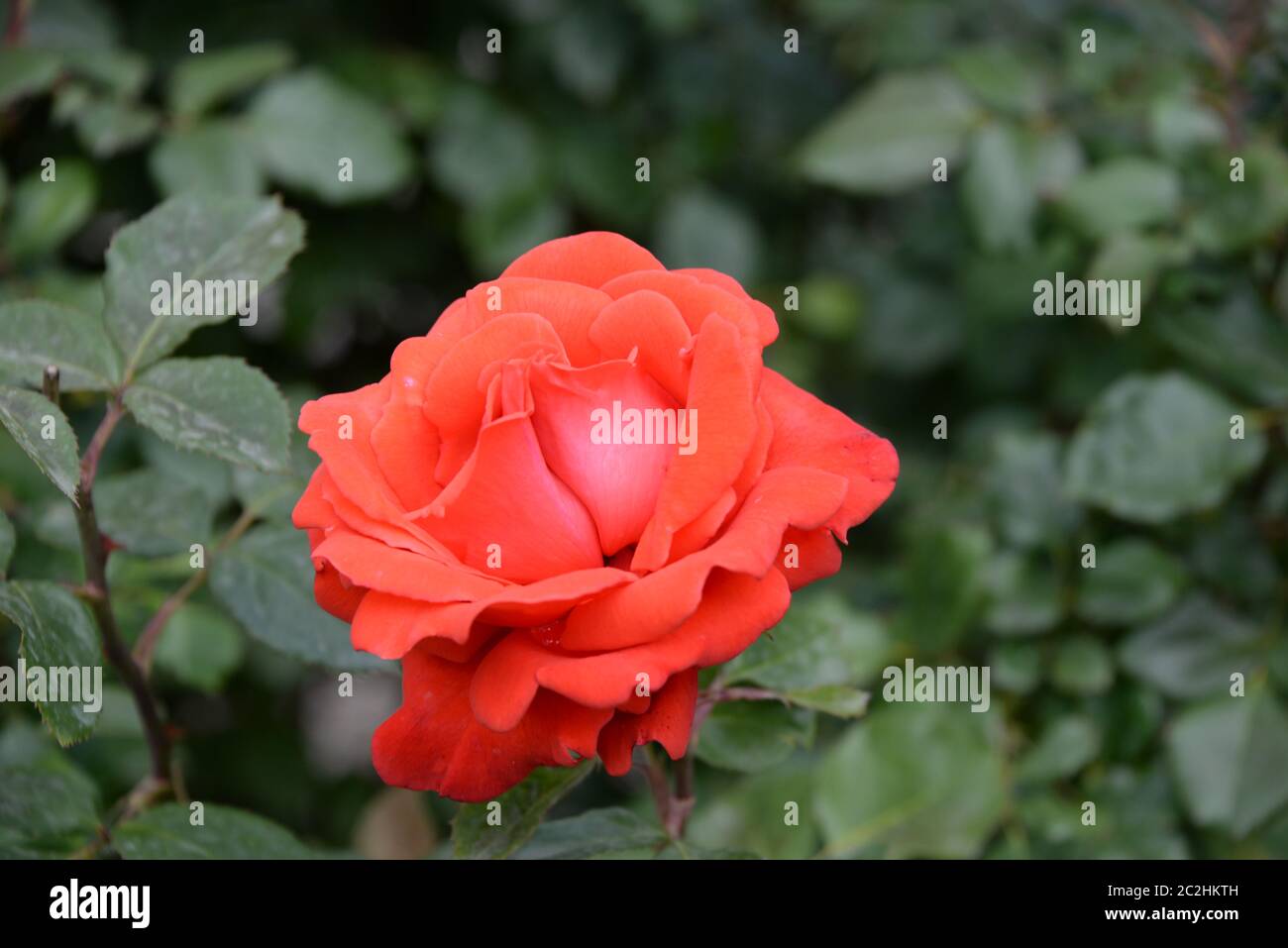 red roses in the garden in the province of Alicante, Costa Blanca ...