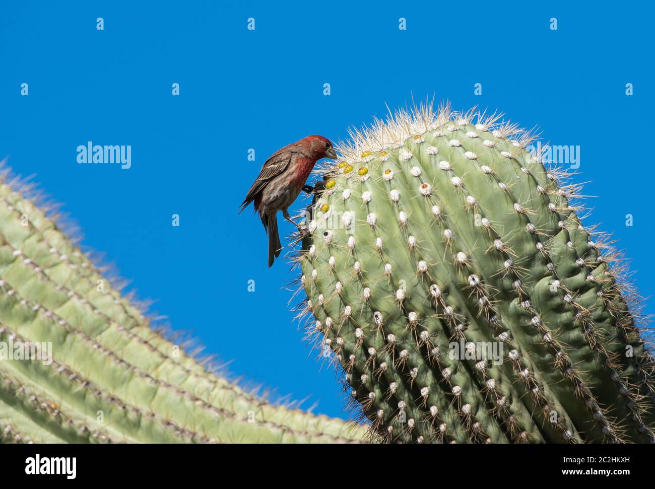 Desert Animal Eating Cactus High Resolution Stock Photography and ...