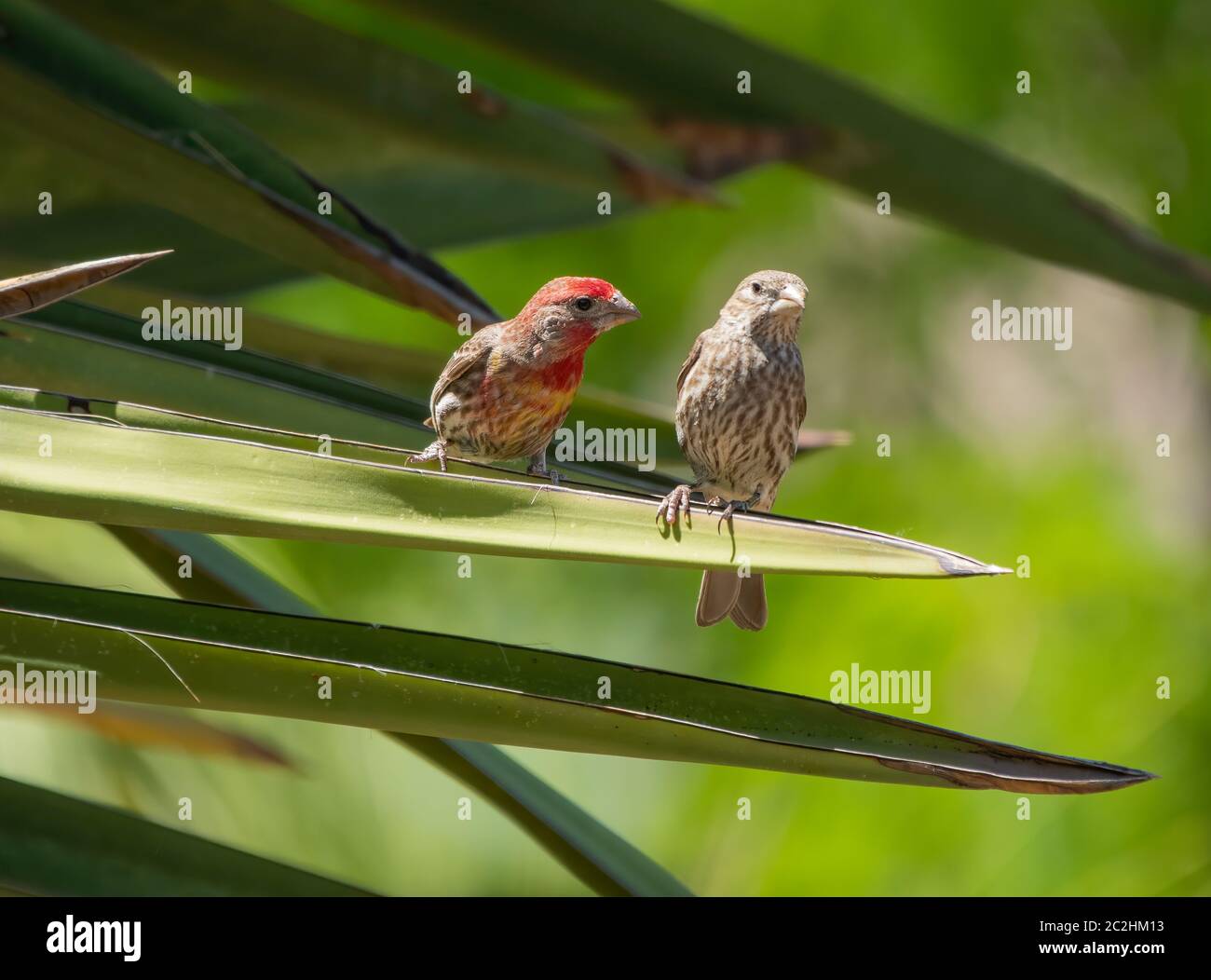 Female house finches hi-res stock photography and images - Alamy