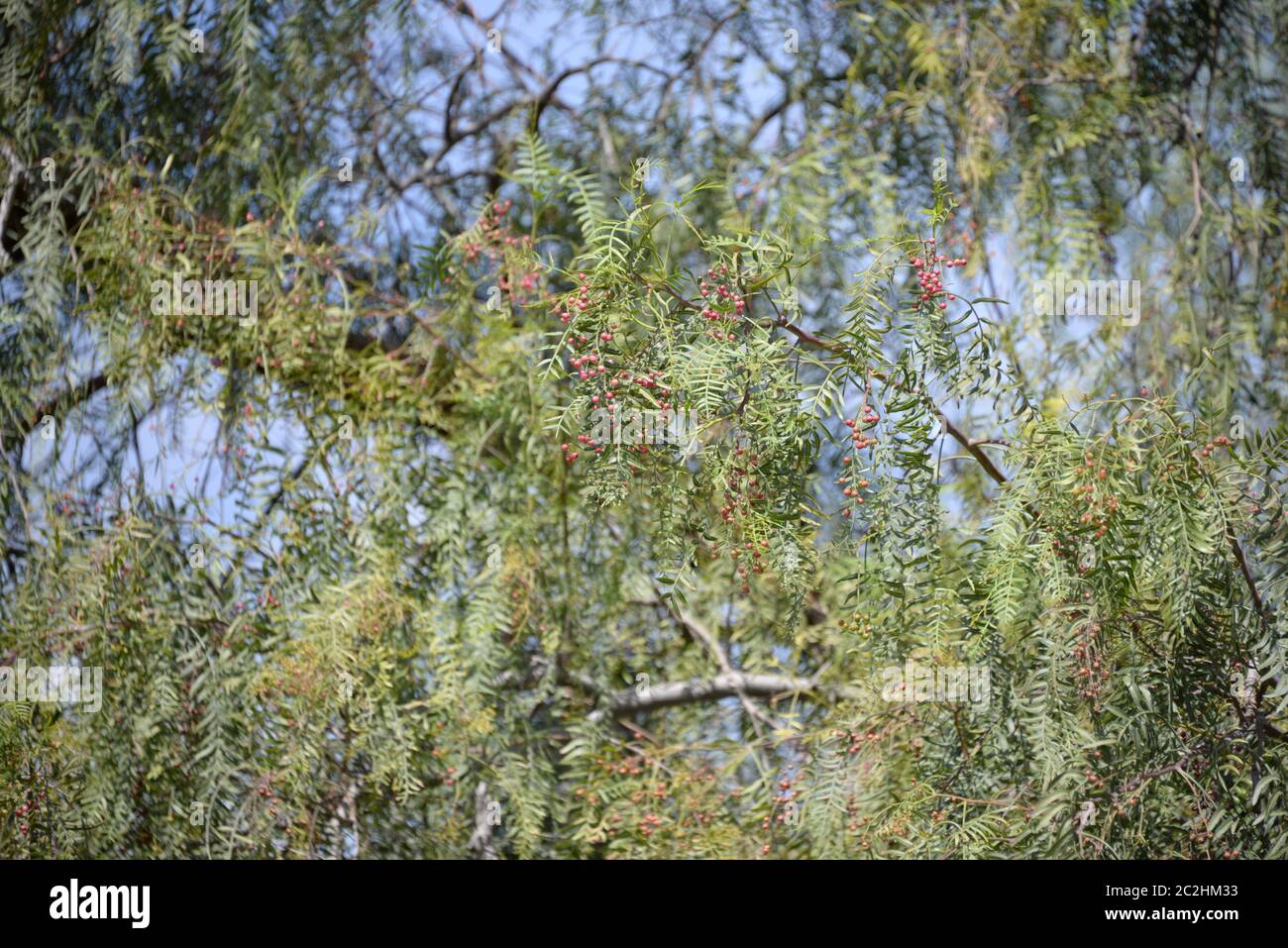 Pinkberry Santa Cruz Tree