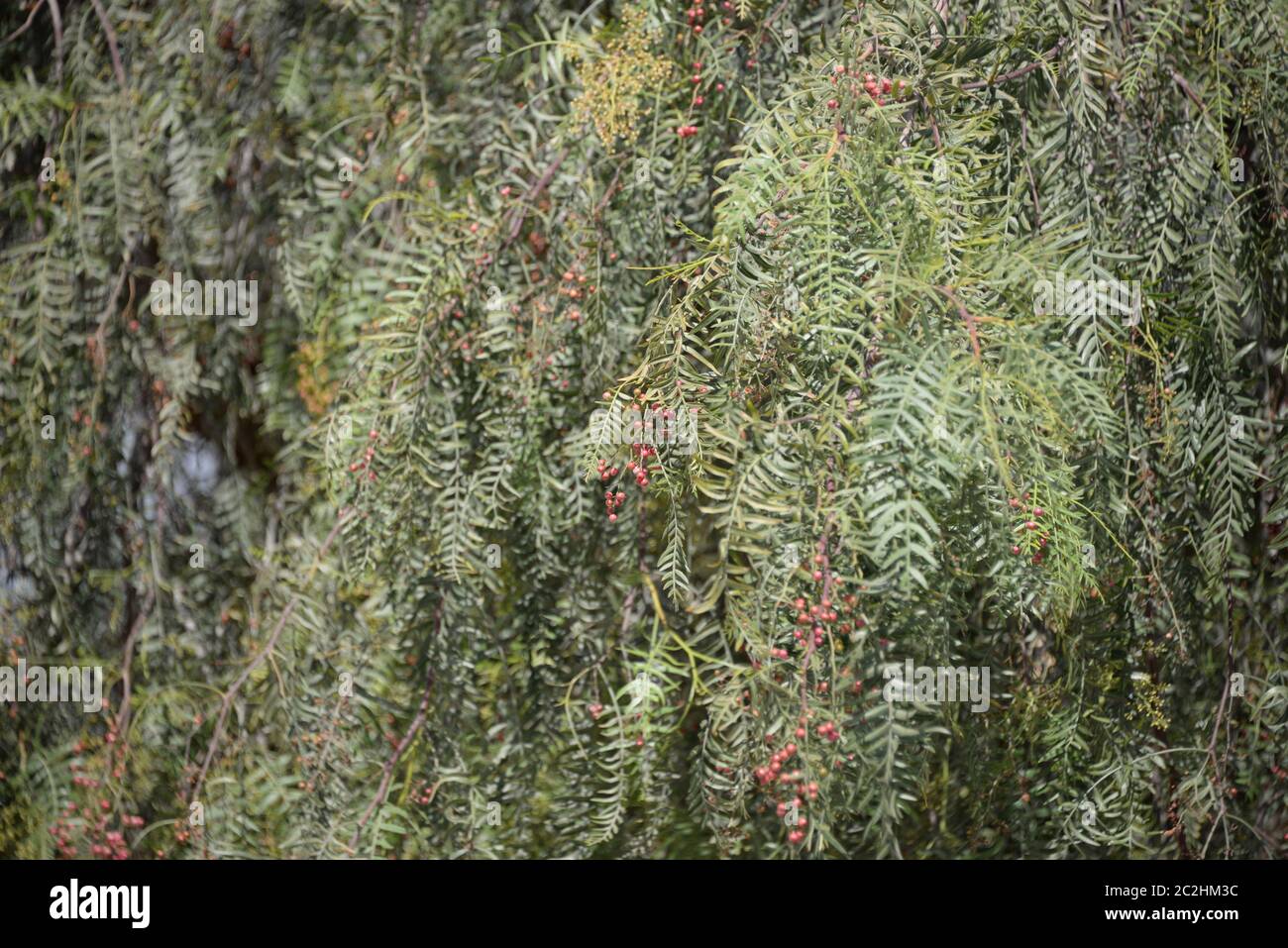 Brazilian pepper tree hi-res stock photography and images - Alamy