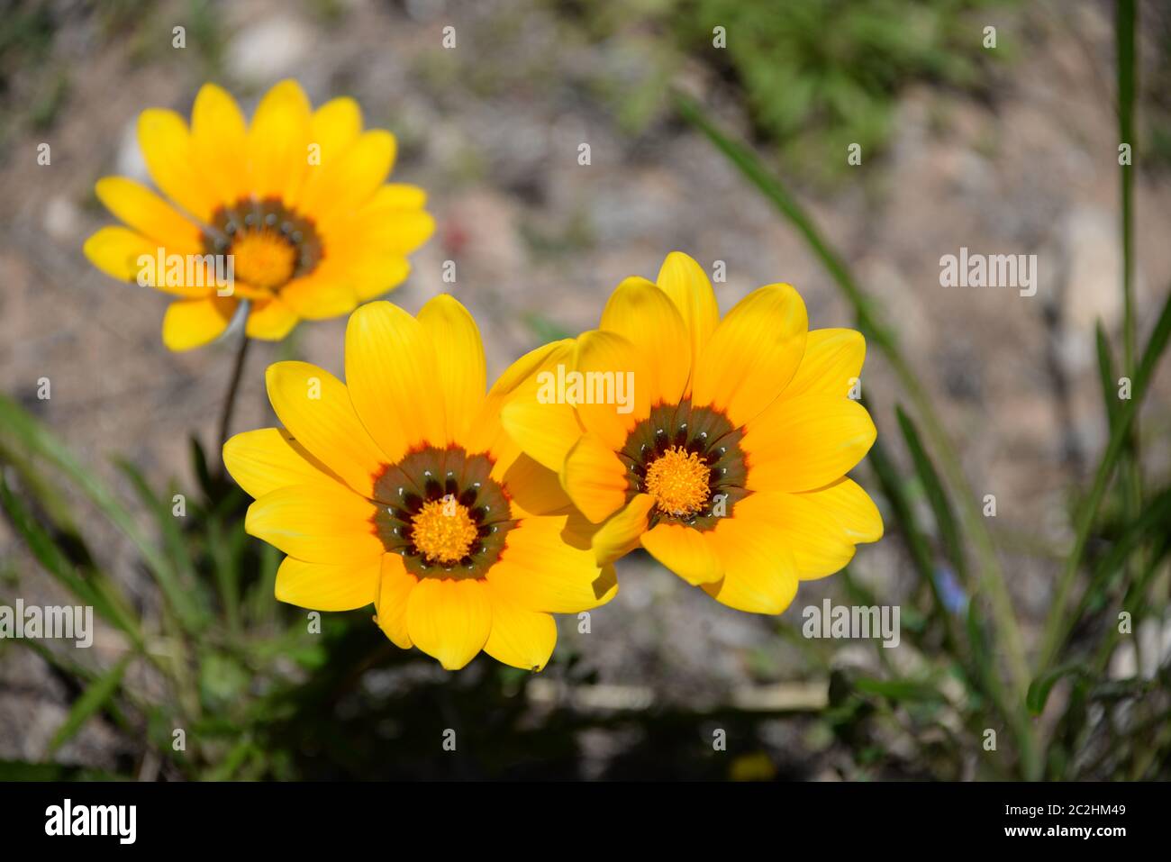 Spring flowers at the Costa Blanca, Spain Stock Photo - Alamy