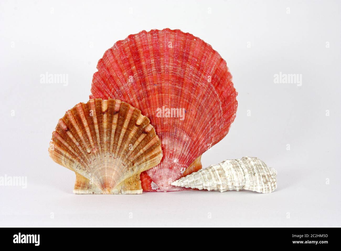 Three seashells on white background Stock Photo - Alamy