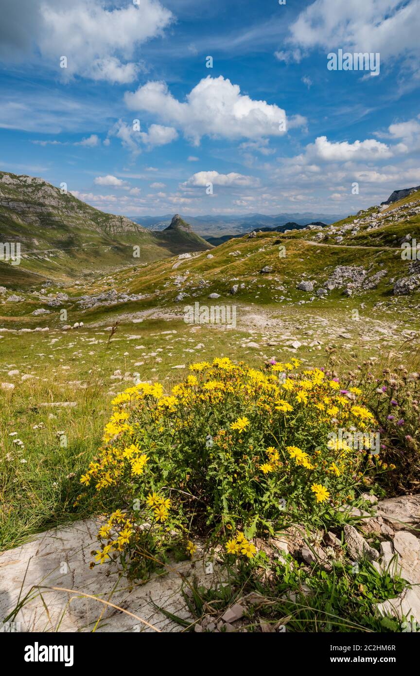 Summer mountain Durmitor National Park, Montenegro. Durmitor panoramic ...