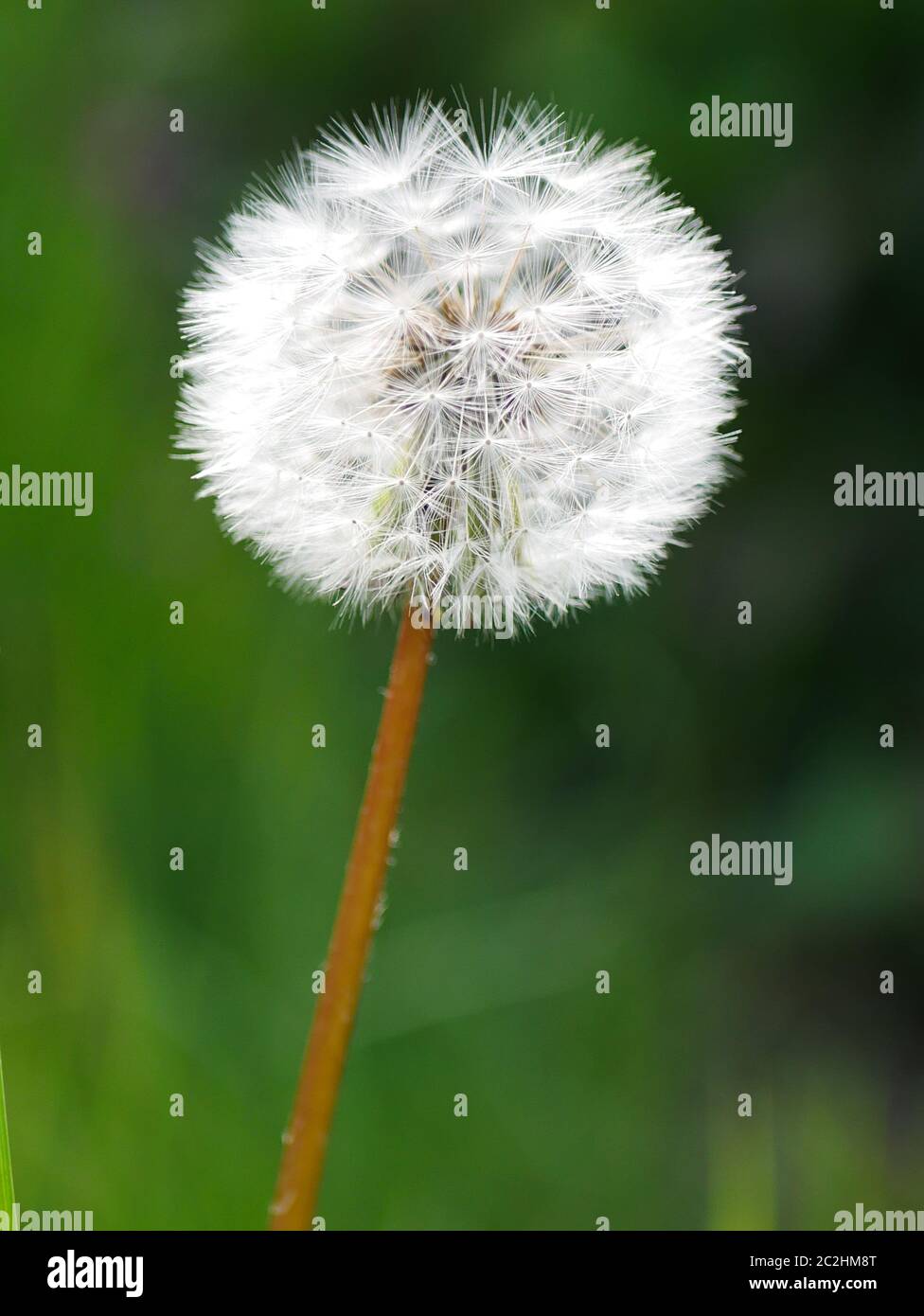 Closeup of a white dandelion seed head on reddish stem Stock Photo - Alamy