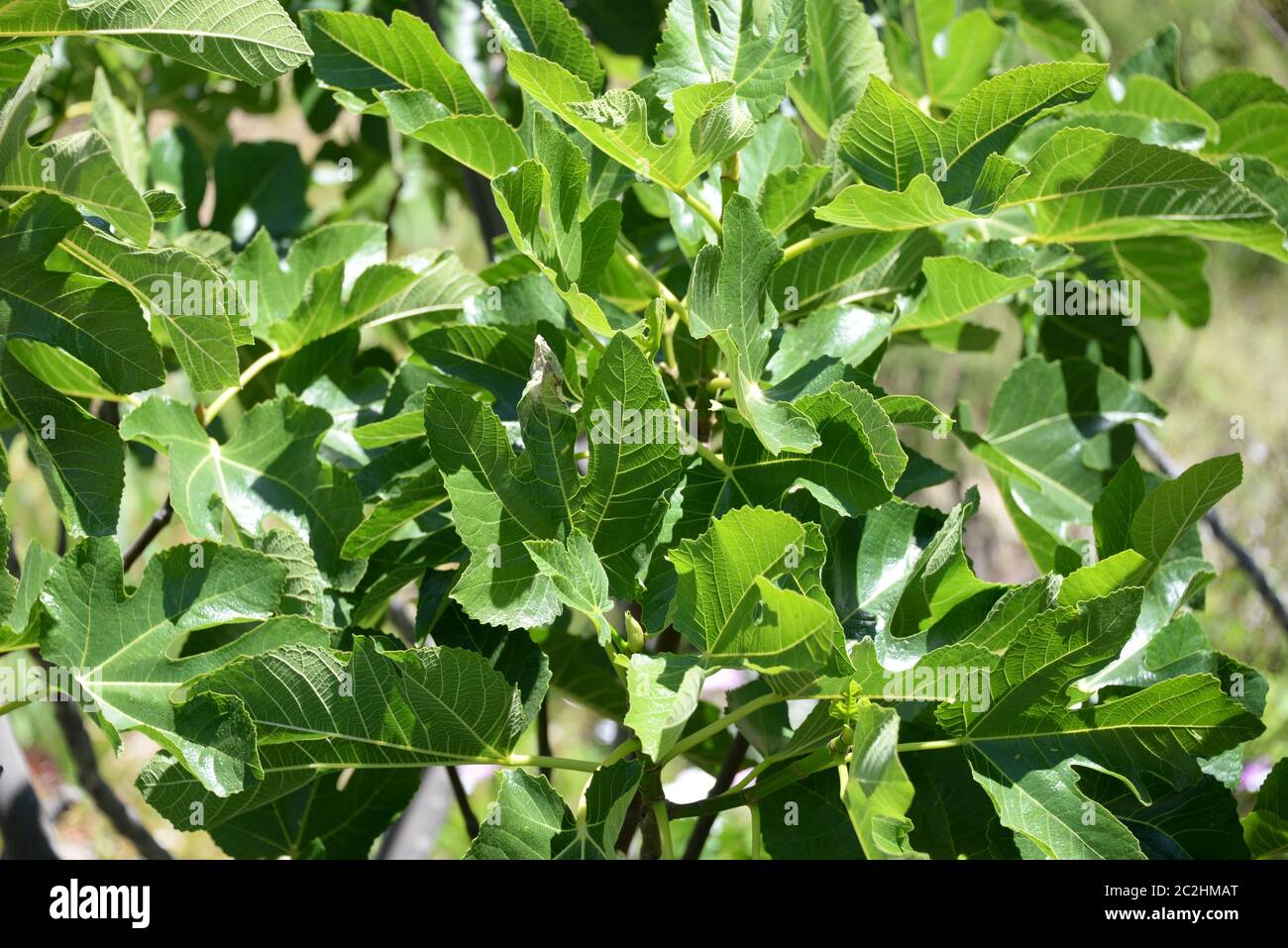 fresh leaves on the fig tree, Costa Blanca, Spain Stock Photo - Alamy
