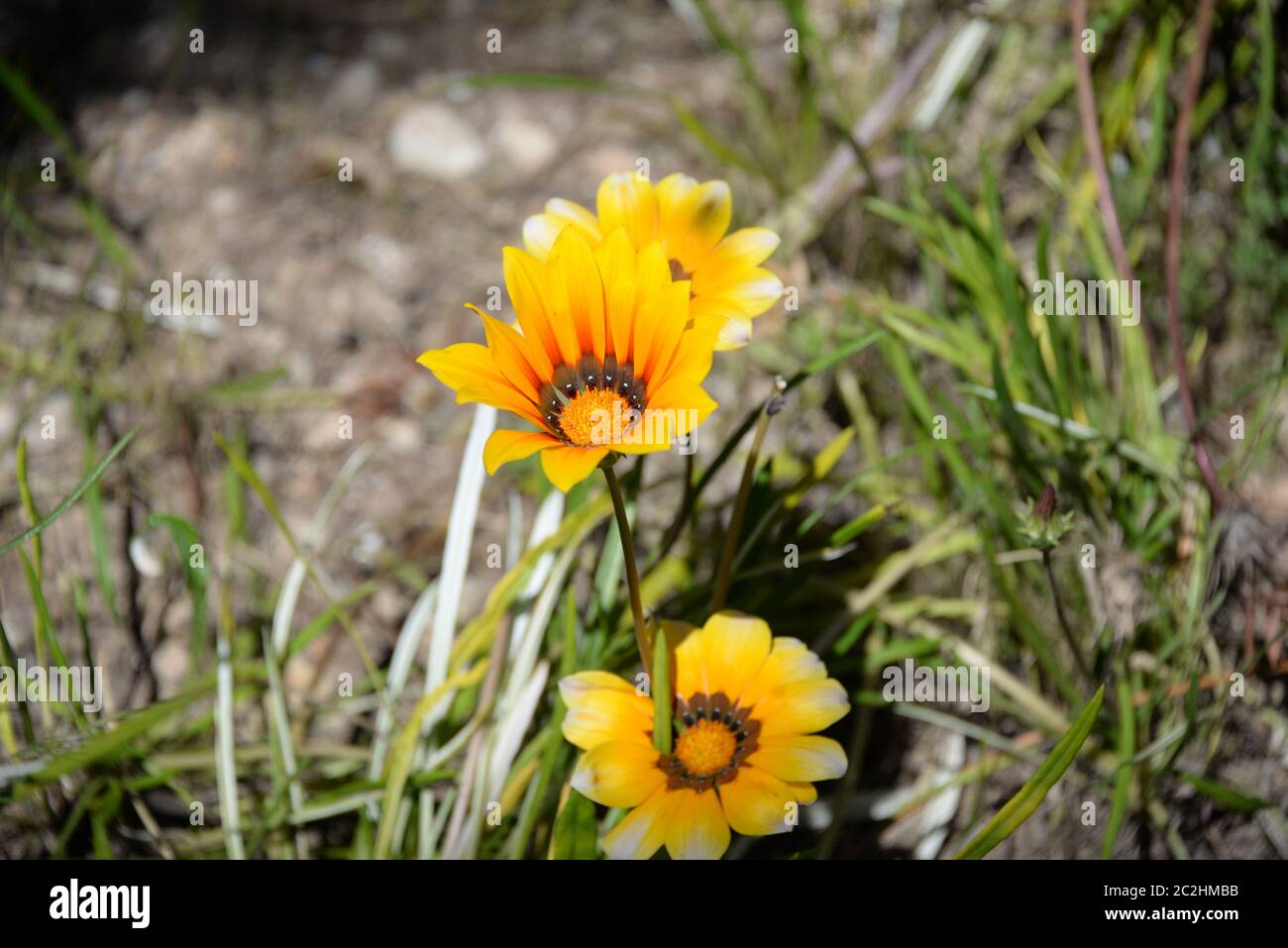 Spring flowers at the Costa Blanca, Spain Stock Photo - Alamy