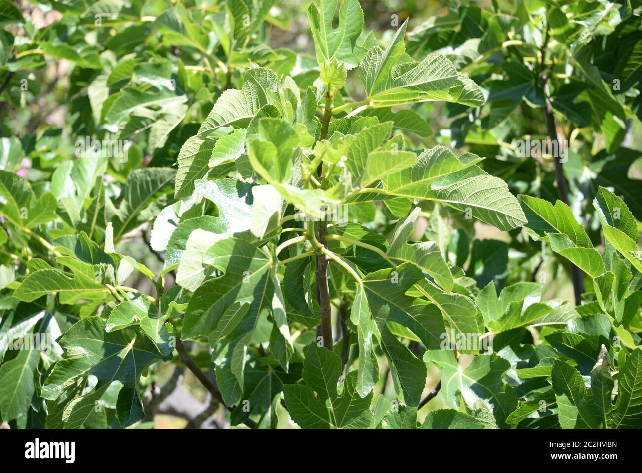 fresh leaves on the fig tree, Costa Blanca, Spain Stock Photo - Alamy