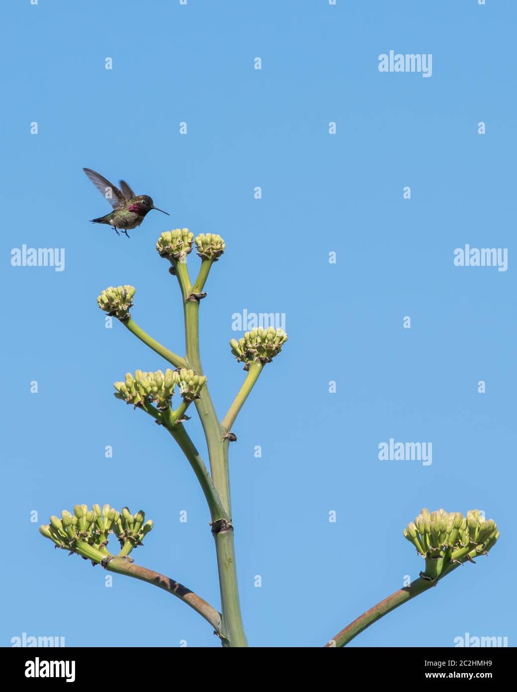 Male Anna's Hummingbird, Calypte anna, lands on an Agave in the Desert ...