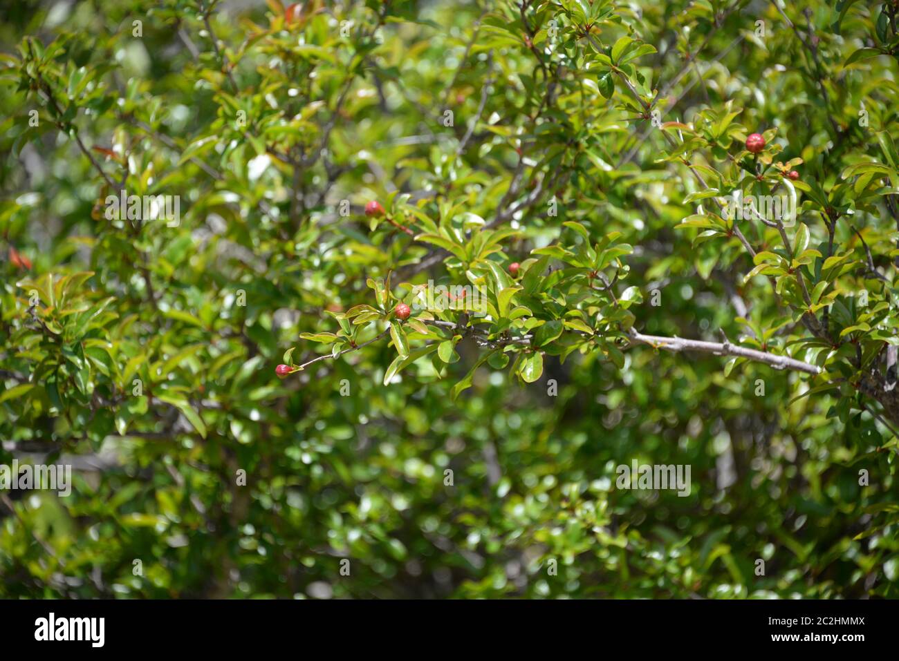 Pomegranate tree spain hi-res stock photography and images - Alamy